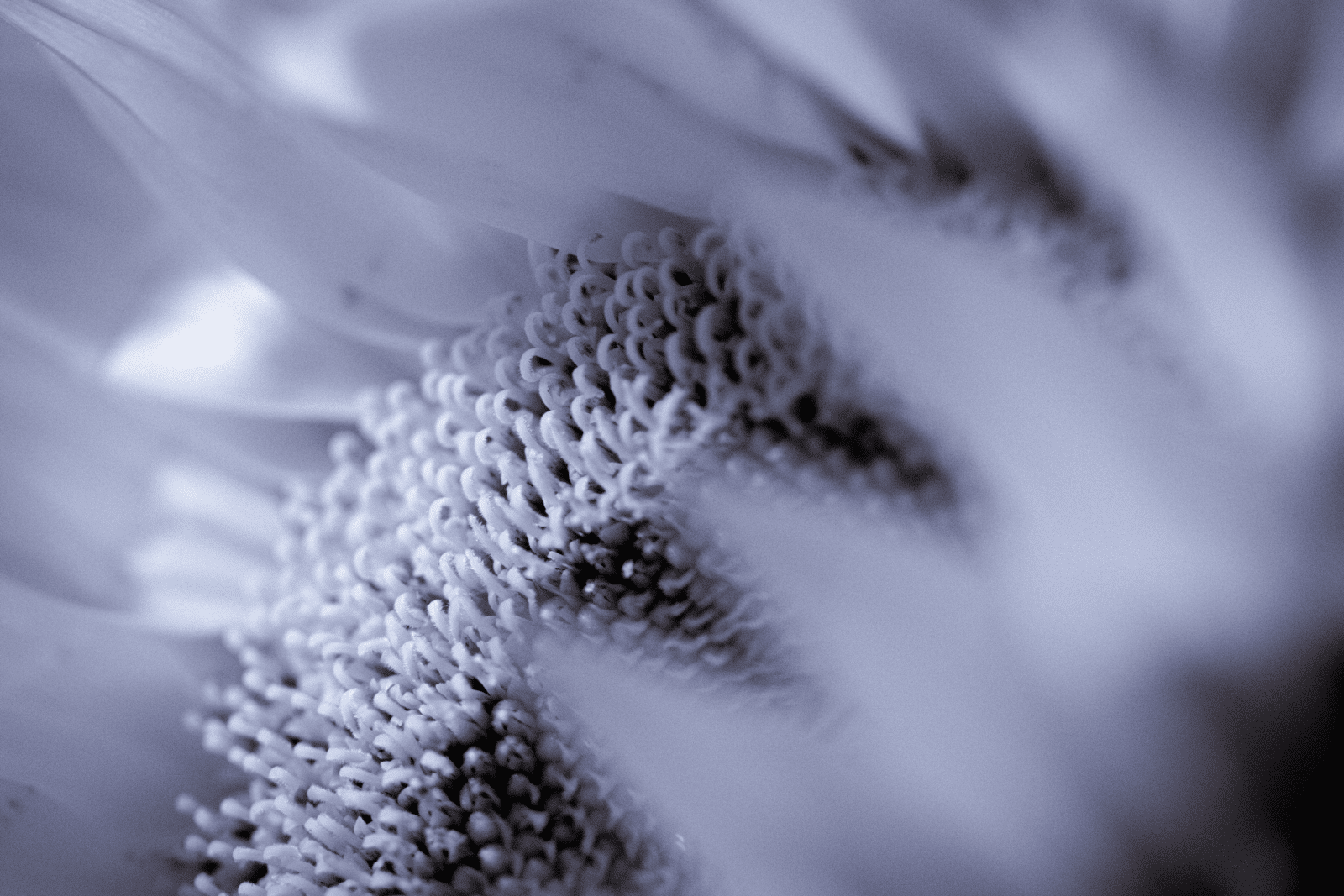 What is a Macro lens? And who needs one?